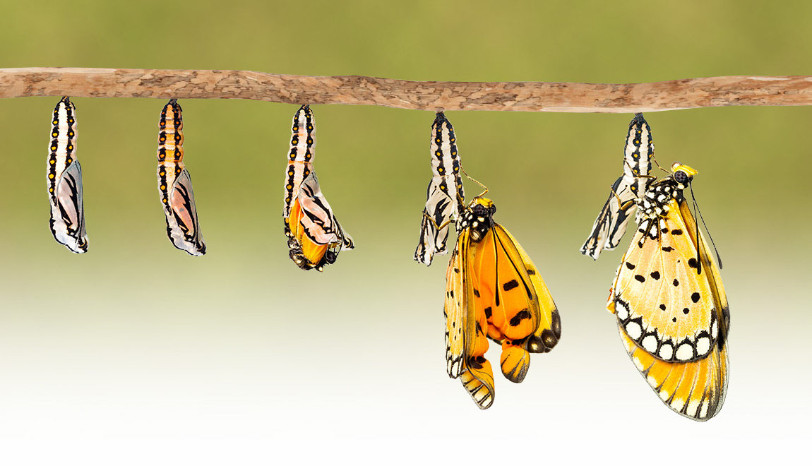 Divine Transformation - Dein Weg in deine Mitte